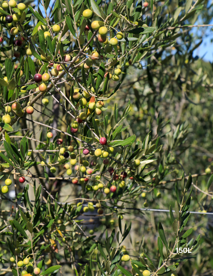 Olea 'Bambalina' Olive Tree - Evergreen Trees Direct