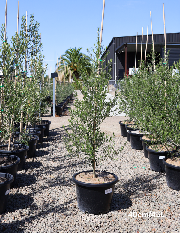 Olea 'Bambalina' Olive Tree - Evergreen Trees Direct