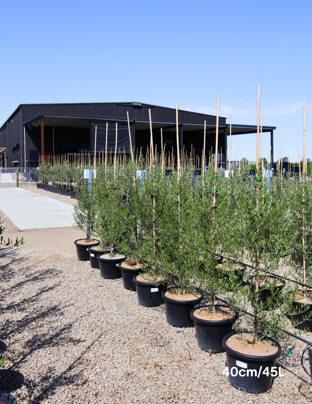 Olea 'Bambalina' Olive Tree - Evergreen Trees Direct