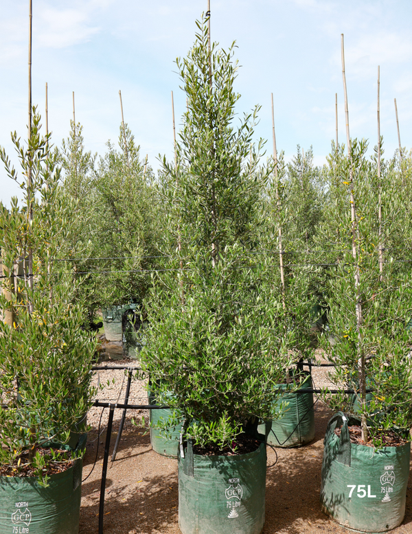 Olea 'Bambalina' Olive Tree - Evergreen Trees Direct