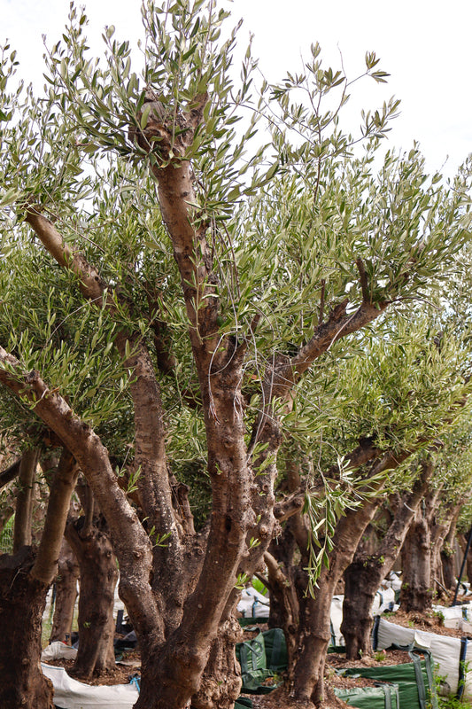 Olive Trees - Evergreen Trees Direct