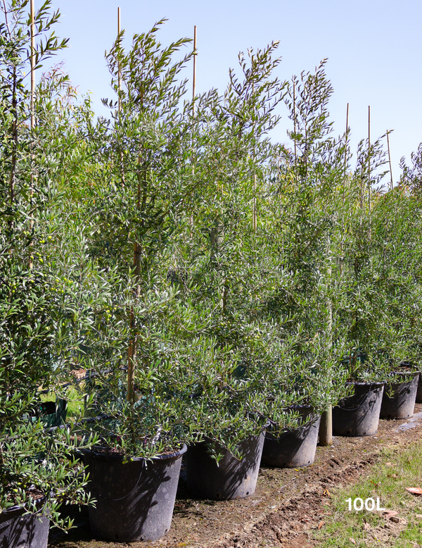 Olea europaea 'Garden Harvest' - Evergreen Trees Direct