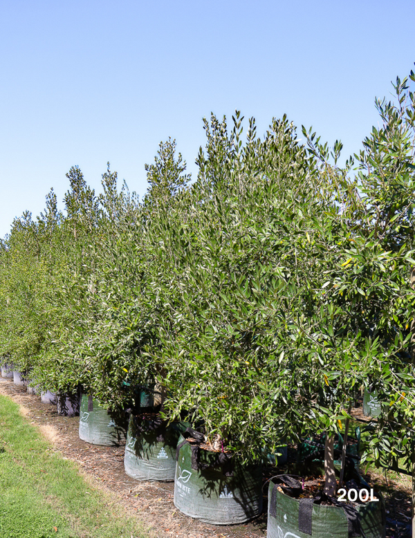Olea europaea 'Garden Harvest' - Evergreen Trees Direct