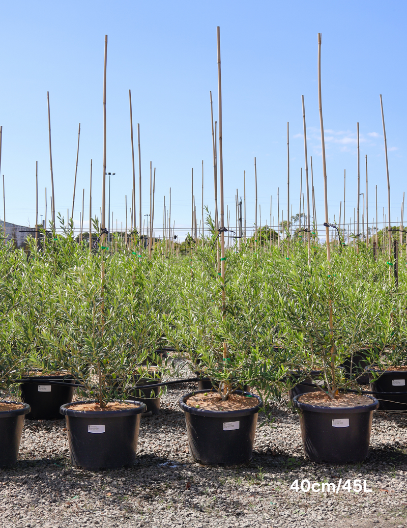 Olea europaea 'Garden Harvest' - Evergreen Trees Direct