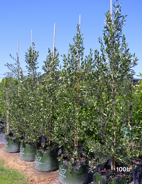 Olea Europaea 'Kalamata' Olive Tree - Evergreen Trees Direct
