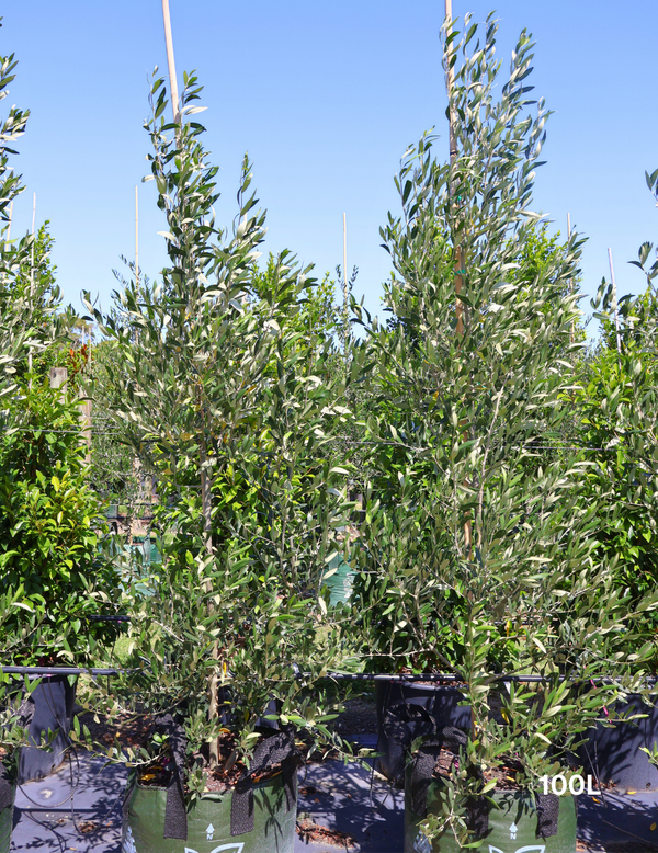 Olea Europaea 'Kalamata' Olive Tree - Evergreen Trees Direct
