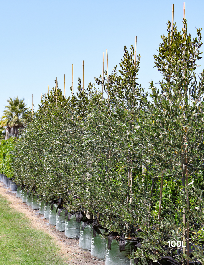 Olea Europaea 'Kalamata' Olive Tree - Evergreen Trees Direct