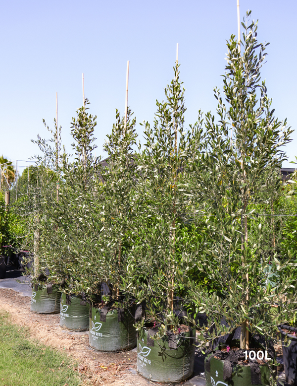 Olea Europaea 'Kalamata' Olive Tree - Evergreen Trees Direct