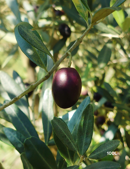 Olea Europaea 'Kalamata' Olive Tree - Evergreen Trees Direct