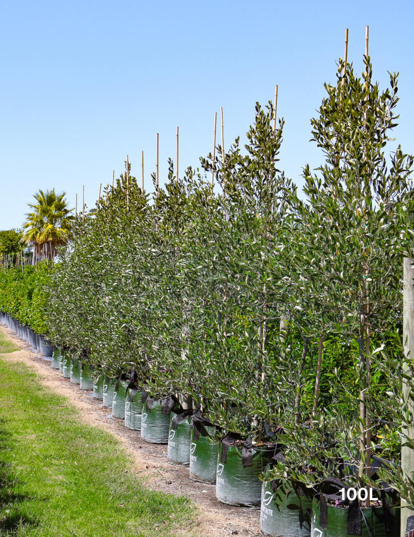 Olea Europaea 'Kalamata' Olive Tree - Evergreen Trees Direct