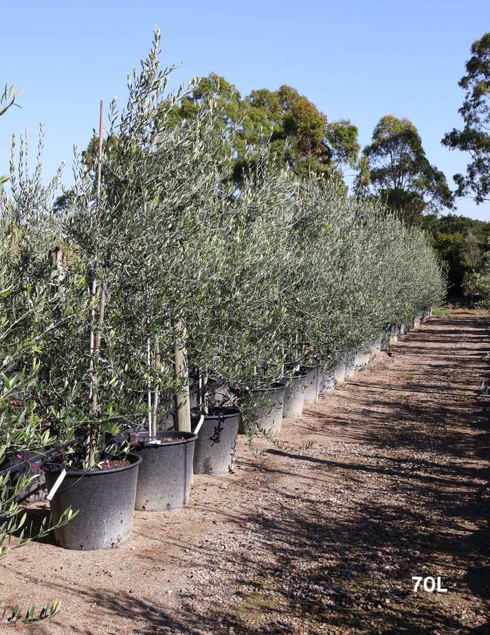 Olea Europaea 'Kalamata' Olive Tree - Evergreen Trees Direct