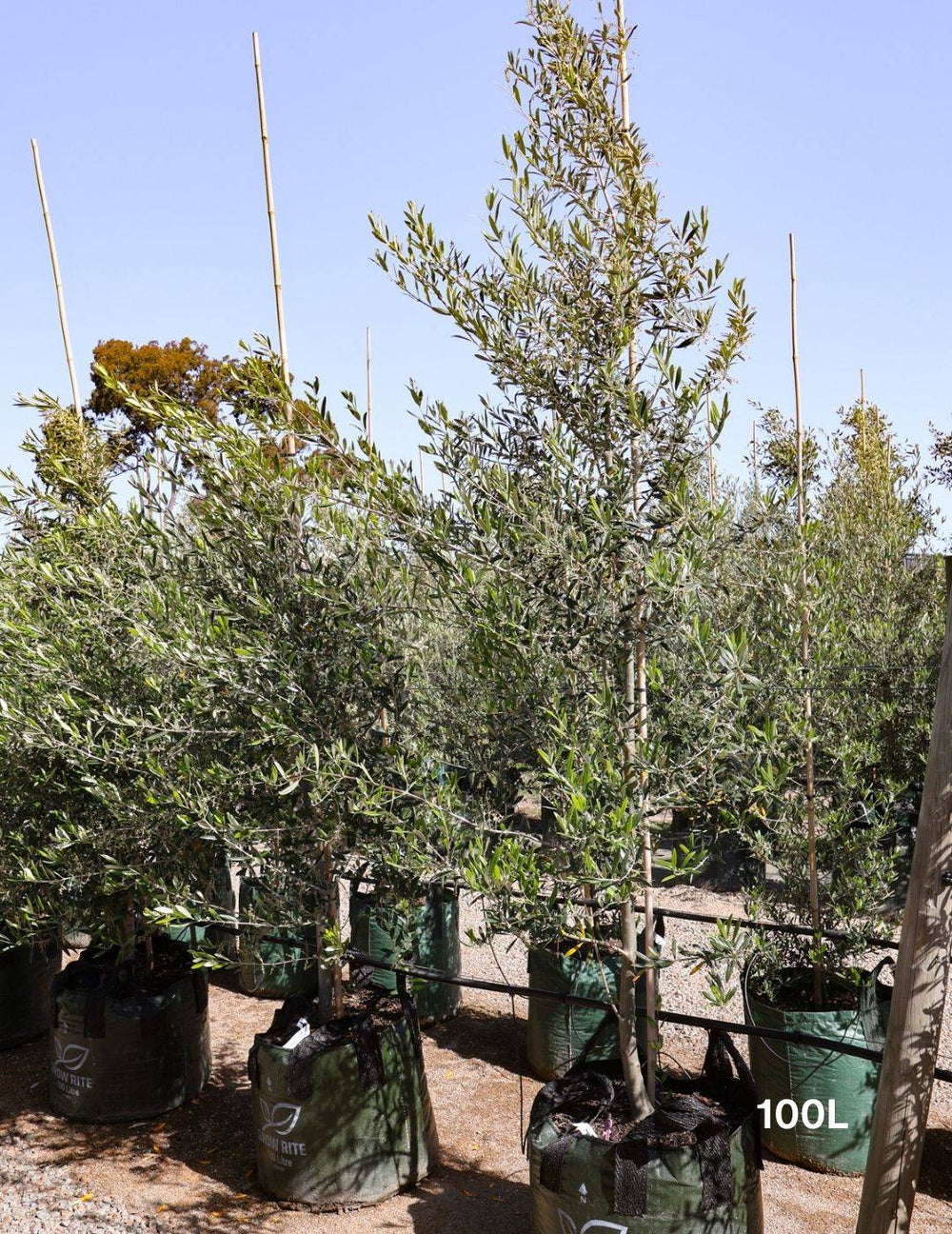 Olive - Olea europaea 'Manzanillo' - Evergreen Trees Direct