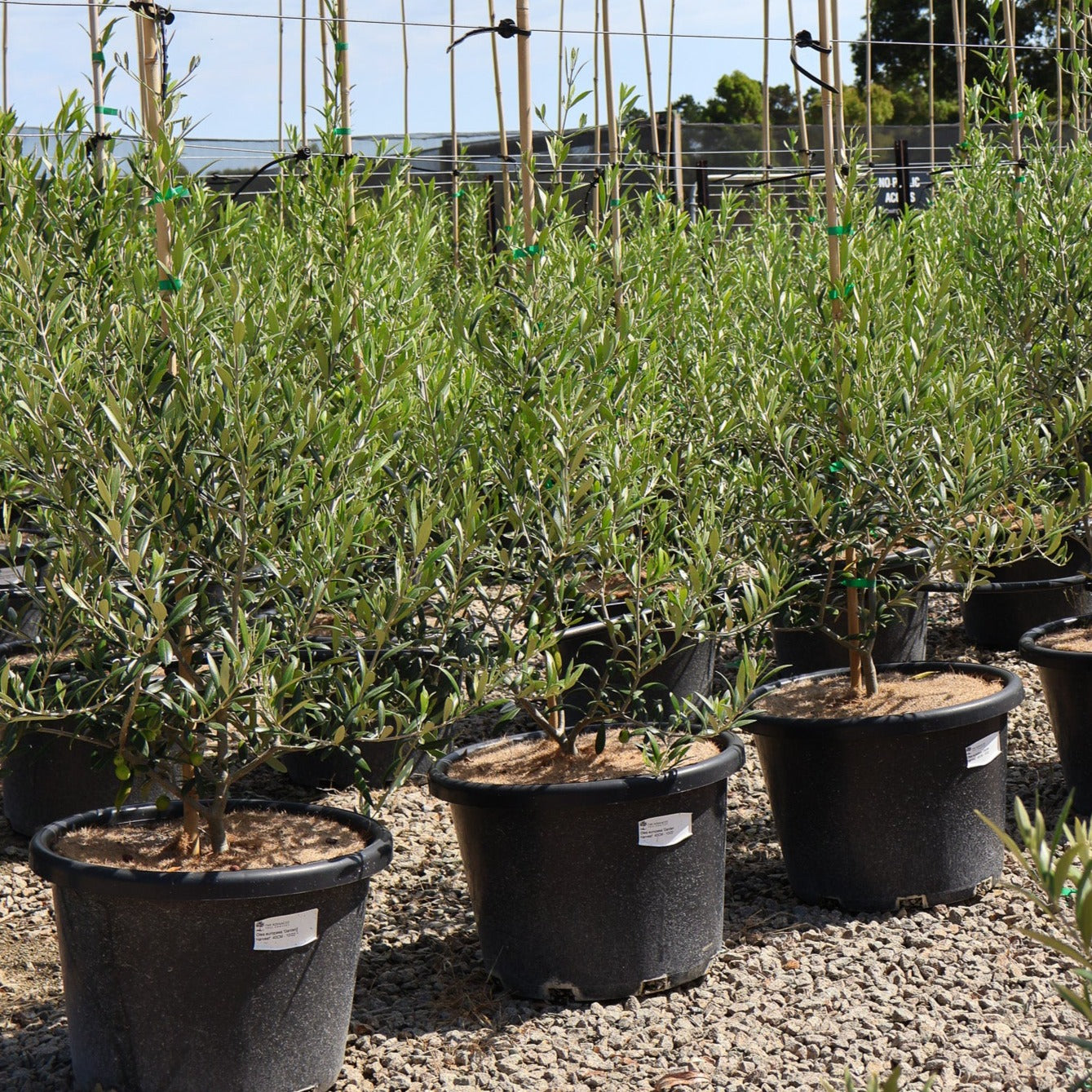 Olea europaea 'Garden Harvest' - Evergreen Trees Direct