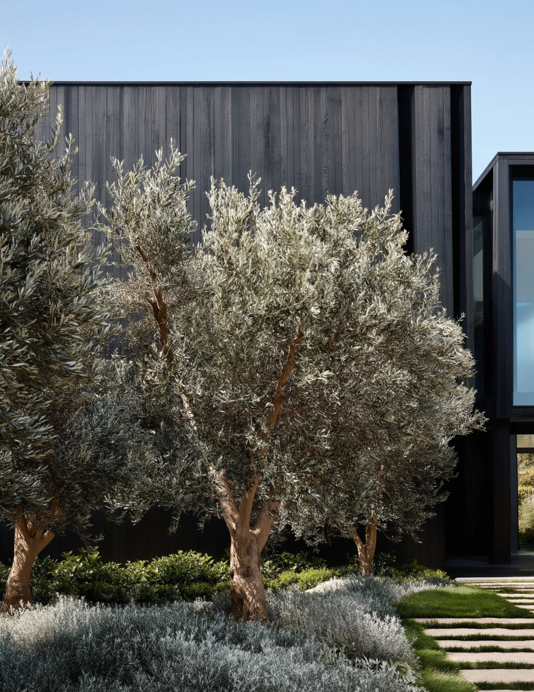 Olea europaea 'Tolley's Upright' Olive Tree - Evergreen Trees Direct