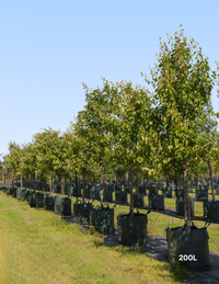 Pyrus nivalis – Snow Pear | Rounded Ornamental Tree for Avenues & Gardens
