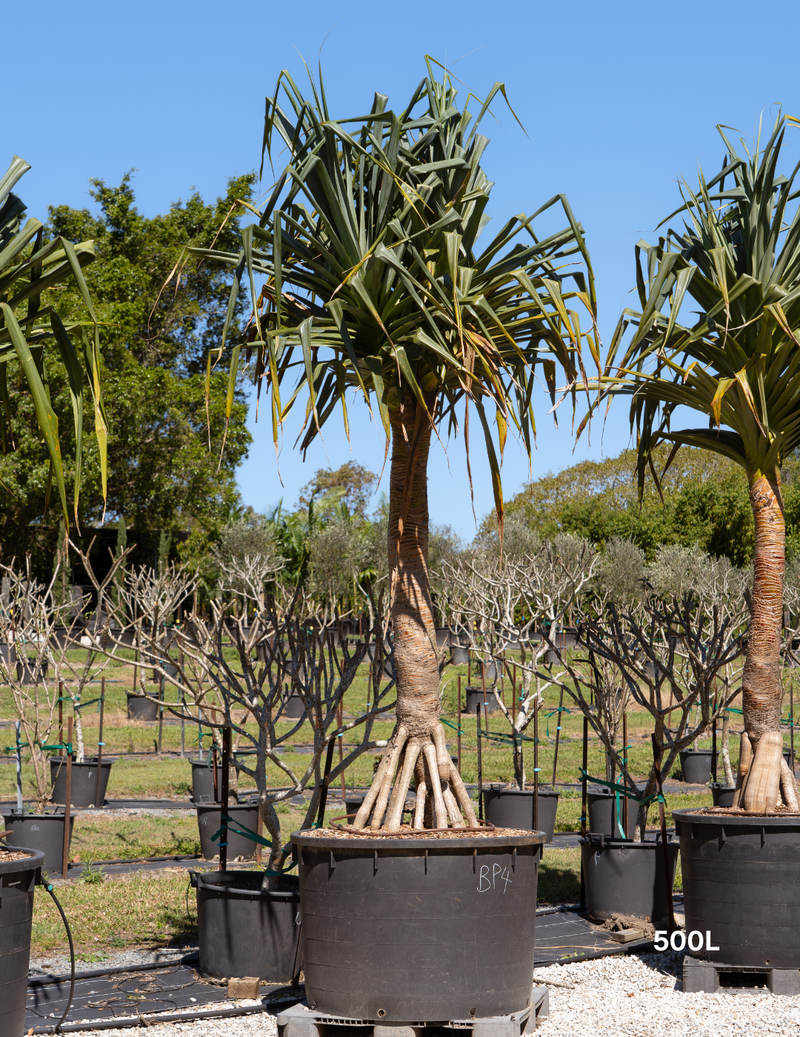Pandanus tectorius – Screw Pine | Coastal Feature Tree - Evergreen ...