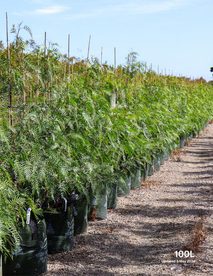 Schinus molle - Peppercorn Tree - Evergreen Trees Direct