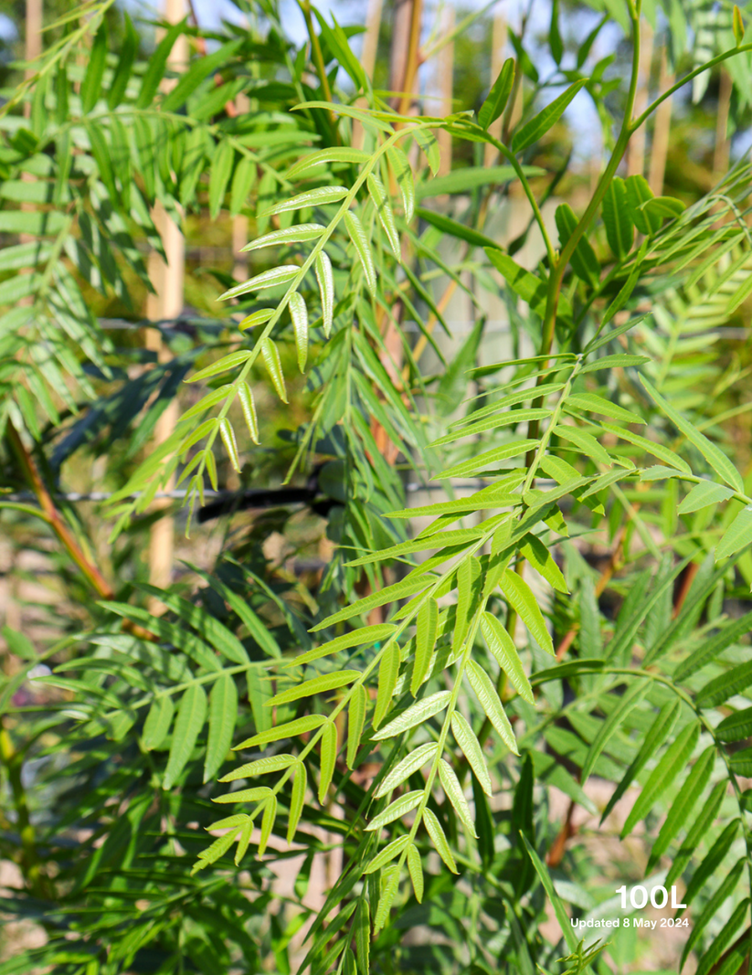 Schinus molle - Peppercorn Tree - Evergreen Trees Direct