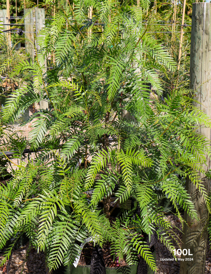 Schinus molle - Peppercorn Tree - Evergreen Trees Direct