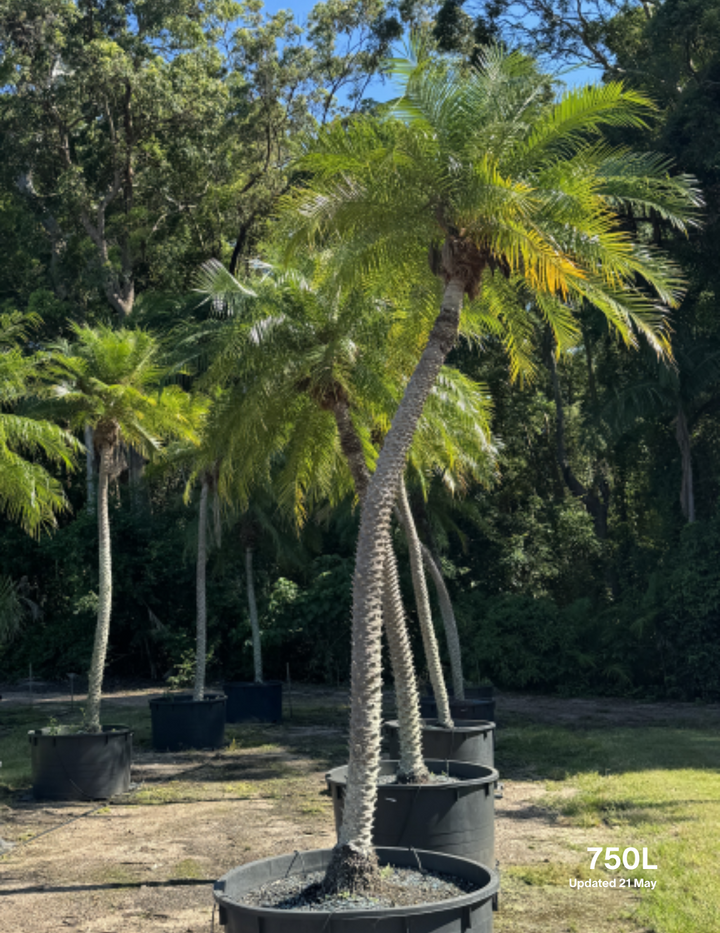 Super Advanced Trees - Evergreen Trees Direct