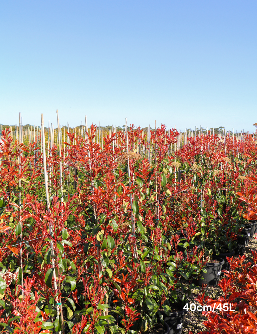 Photinia robusta - Evergreen Trees Direct