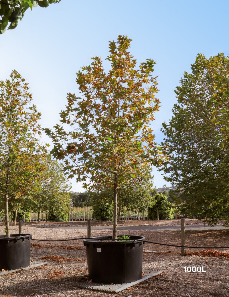 Platanus x acerifolia - London Plain Tree - Evergreen Trees Direct