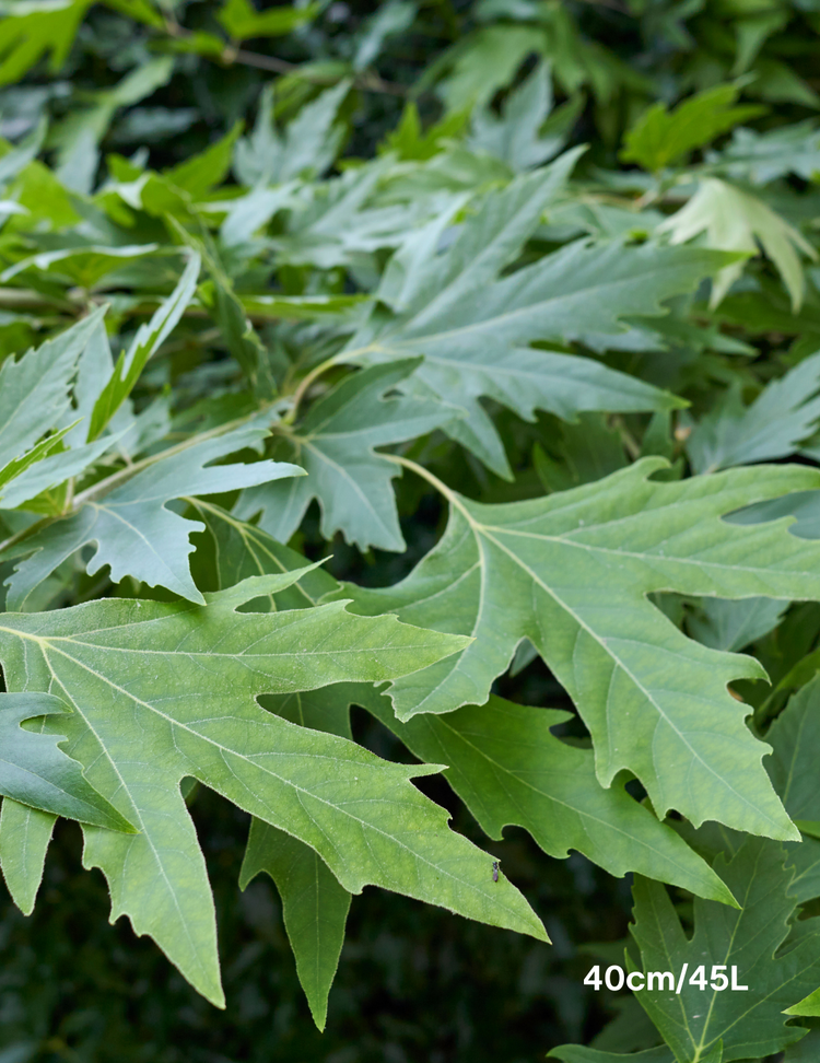 Platanus orientalis 'digitata' - Evergreen Trees Direct