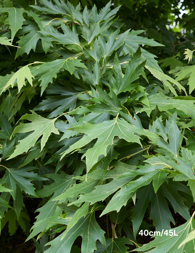 Platanus orientalis 'digitata' - Evergreen Trees Direct