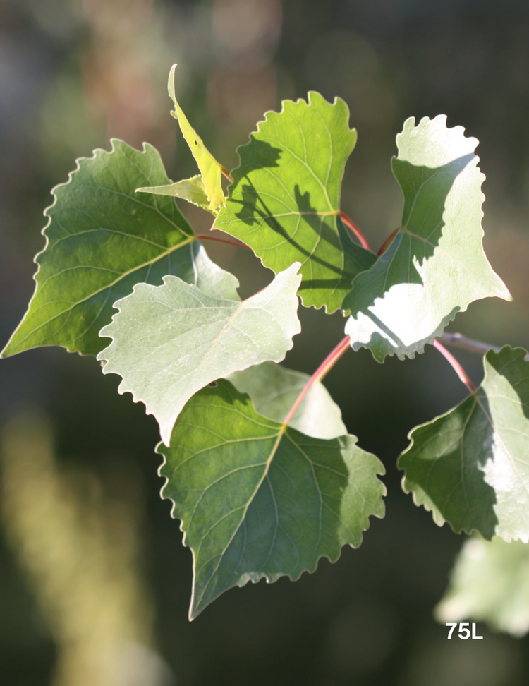 Populus deltoides - Evergreen Trees Direct