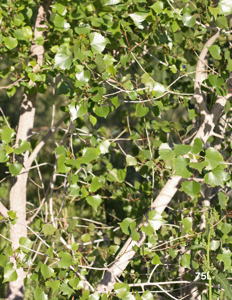 Populus deltoides - Evergreen Trees Direct