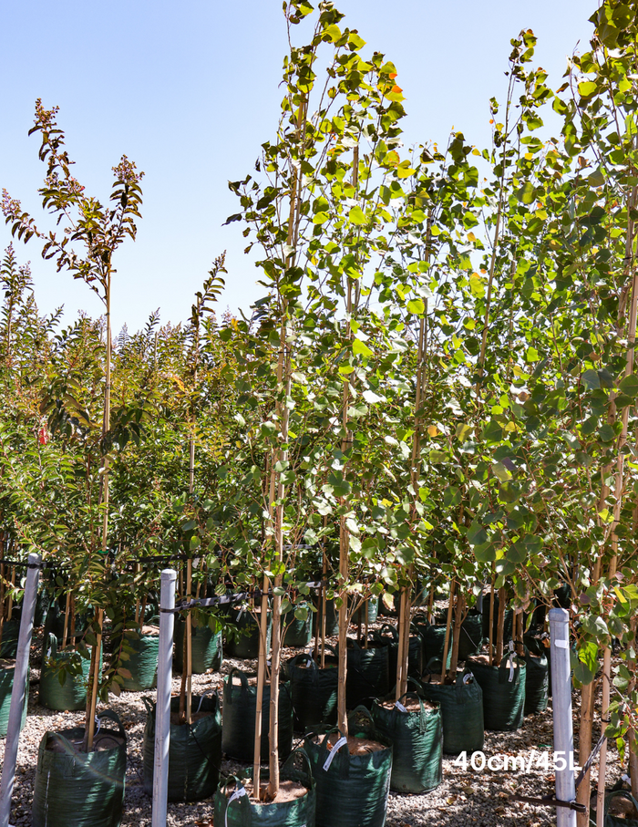 Populus euramericanaxnigra 'Crows Nest' - Evergreen Trees Direct