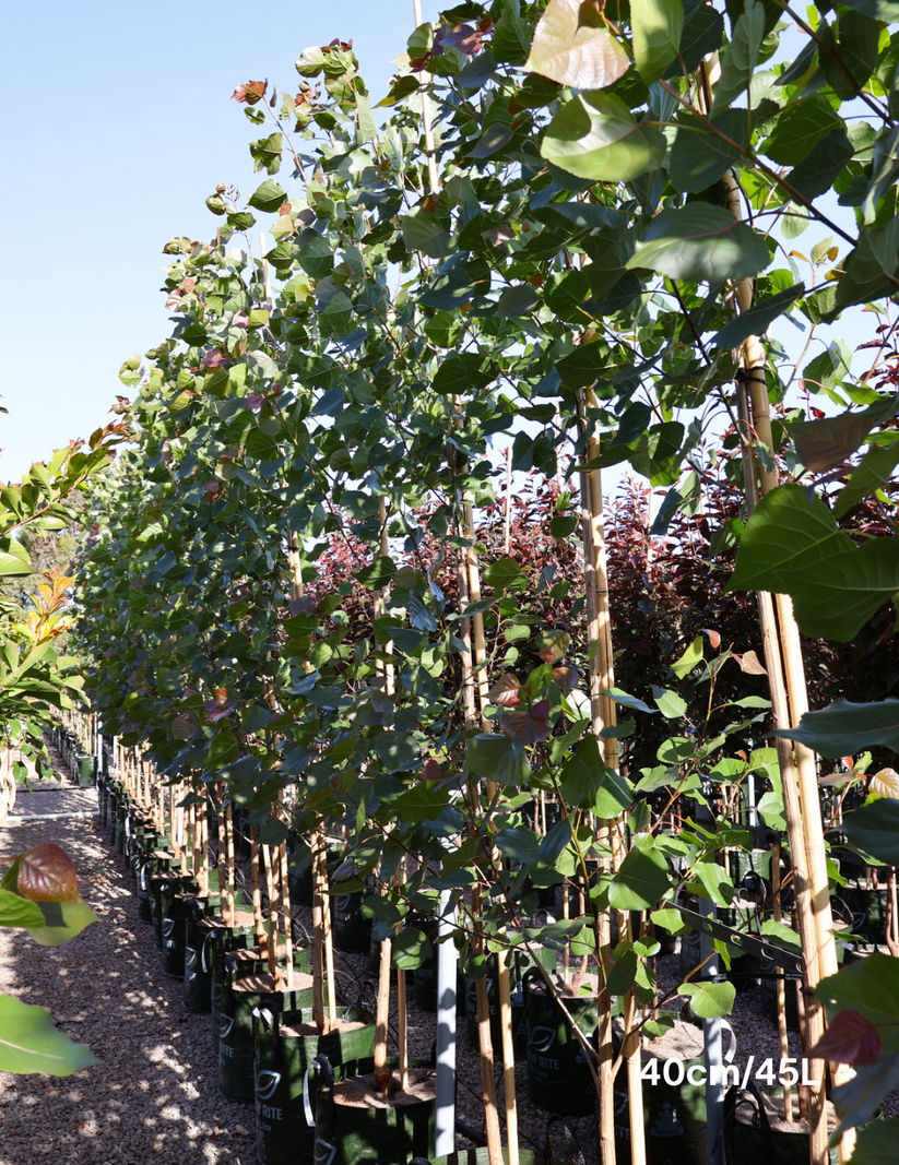 Populus x P euramericana 'Veronese' - Evergreen Trees Direct