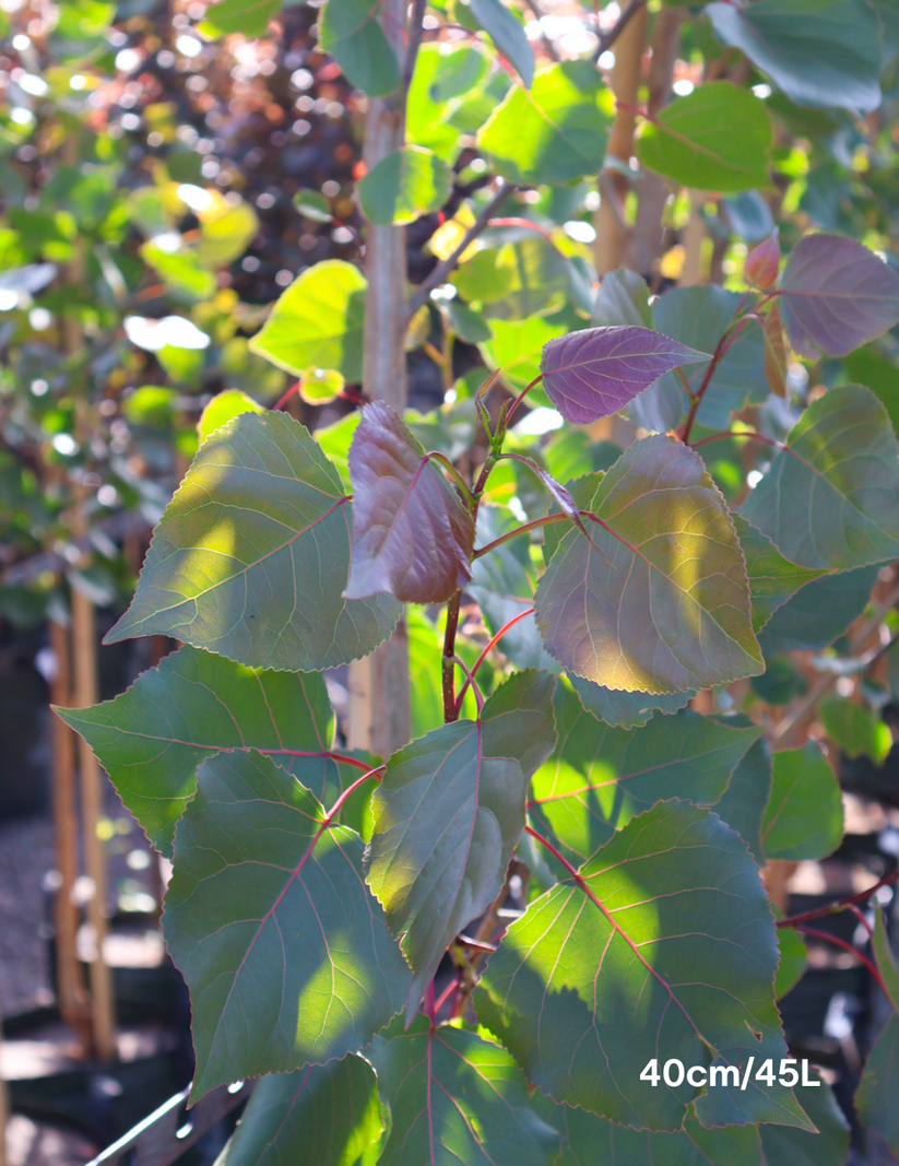 Populus x P euramericana 'Veronese' - Evergreen Trees Direct
