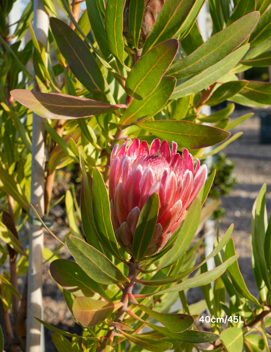 Protea ‘Pink Ice’ – Pink-Flowering Shrub for Tough Sites