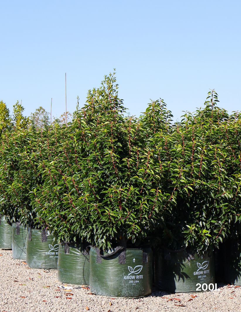 Prunus lusitanica - Evergreen Trees Direct