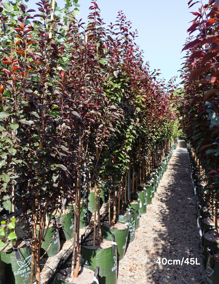 Prunus cerasifera 'Oakville Crimson Spire' - Evergreen Trees Direct