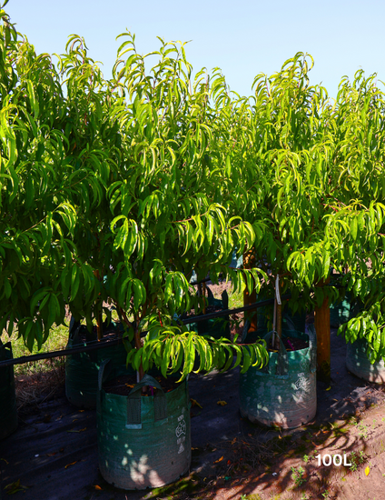 Prunus persica May Grand Nectarine Evergreen Trees Direct