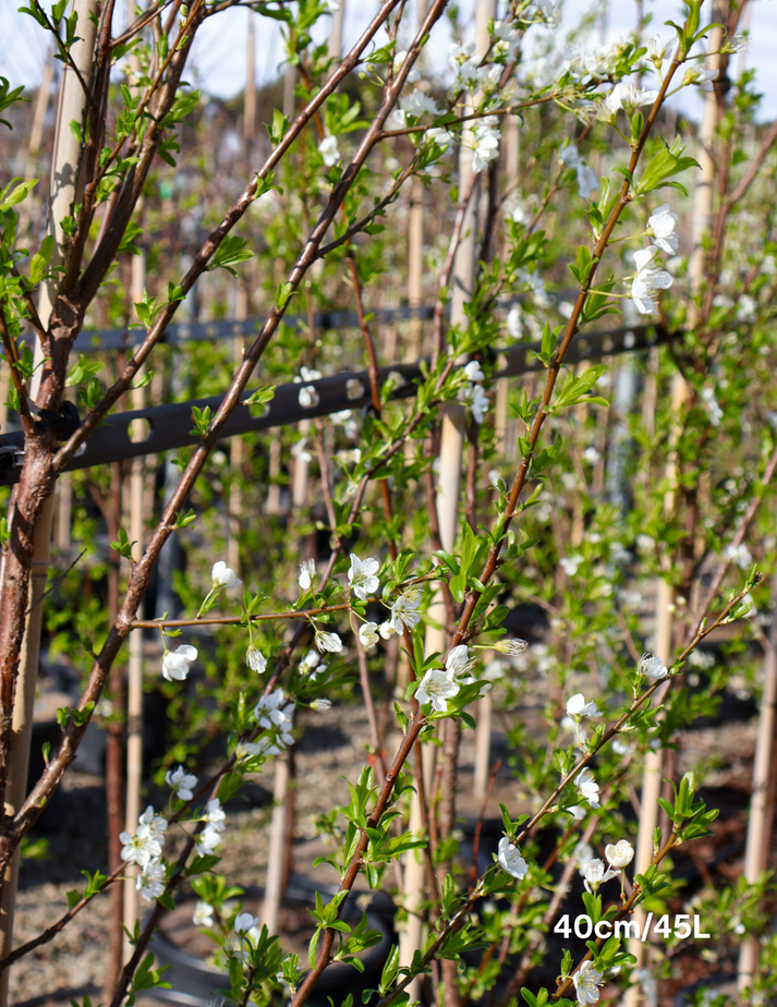 Prunus salicina 'Santa Rosa' Plum - Evergreen Trees Direct