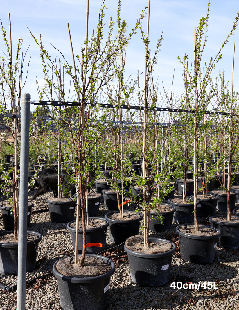 Prunus salicina 'Santa Rosa' Plum - Evergreen Trees Direct