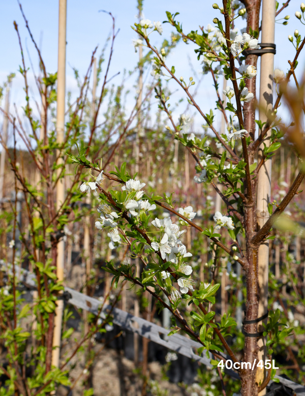 Prunus salicina 'Santa Rosa' Plum - Evergreen Trees Direct