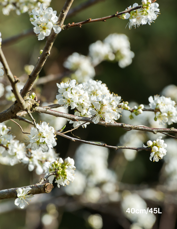 Prunus salicina 'Santa Rosa' Plum - Evergreen Trees Direct