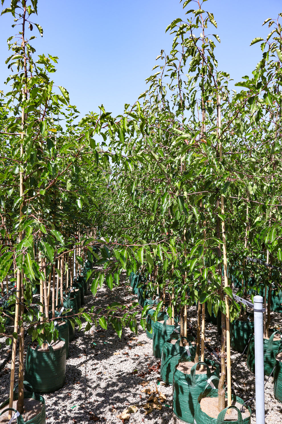 Pyrus calleryana 'Aristocrat' - Ornamental Pear- Evergreen Trees Direct