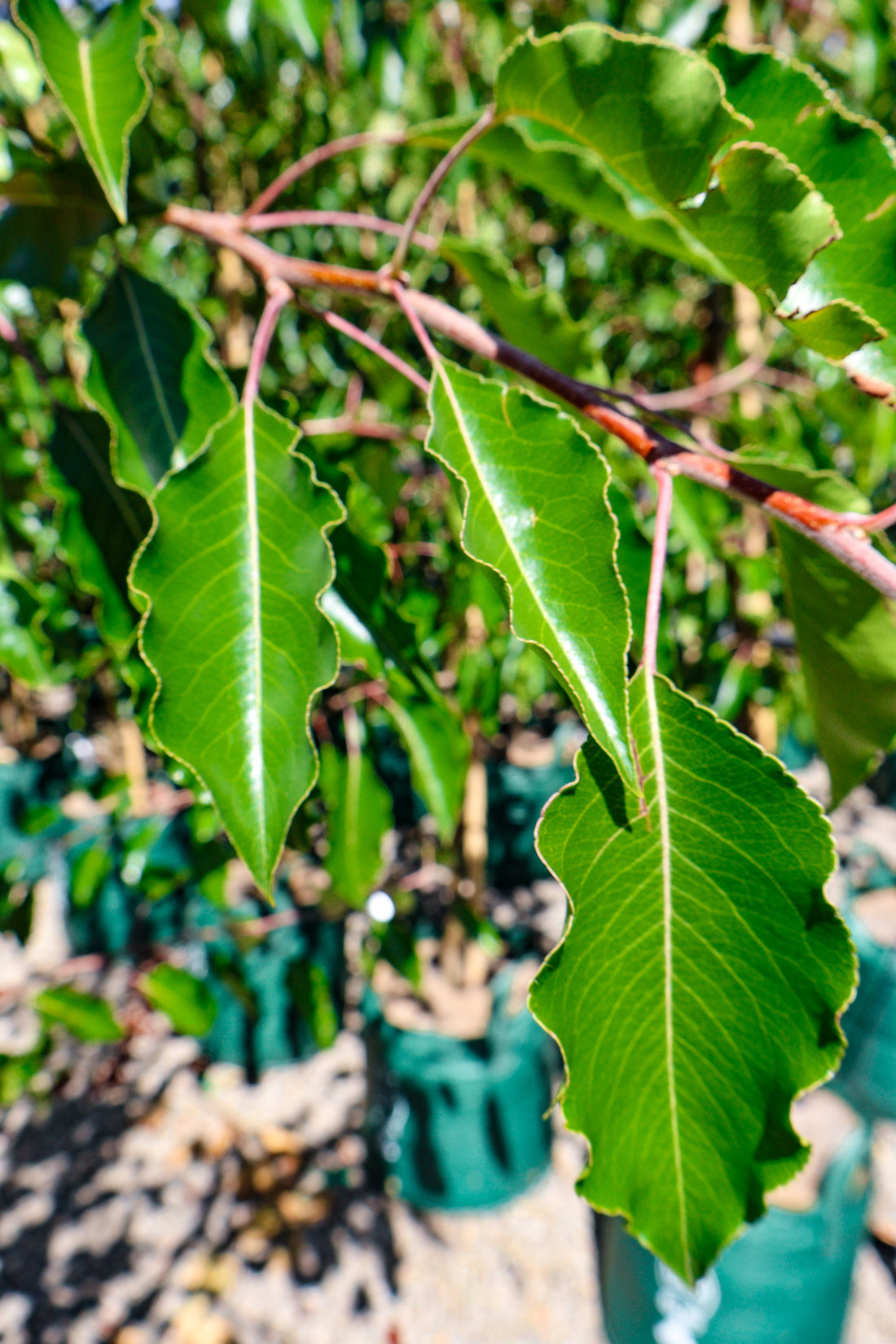 Pyrus calleryana 'Aristocrat' - Ornamental Pear- Evergreen Trees Direct
