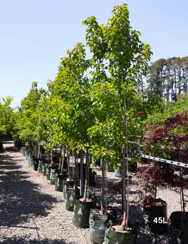 Pyrus calleryana 'Aristocrat' - Ornamental Pear- Evergreen Trees Direct