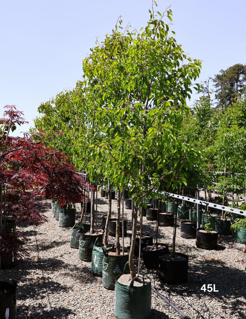 Pyrus calleryana 'Aristocrat' - Ornamental Pear- Evergreen Trees Direct