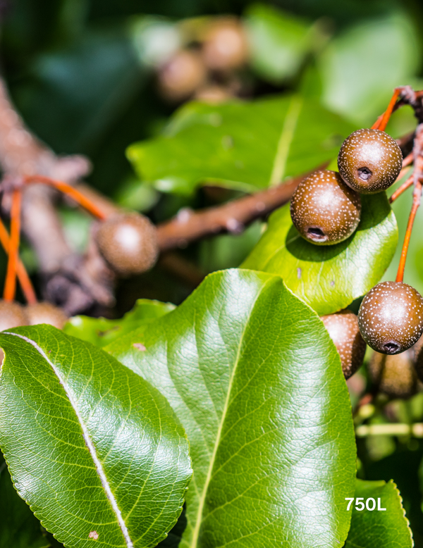 Pyrus calleryana 'Bradford' - Ornamental Pear - Evergreen Trees Direct