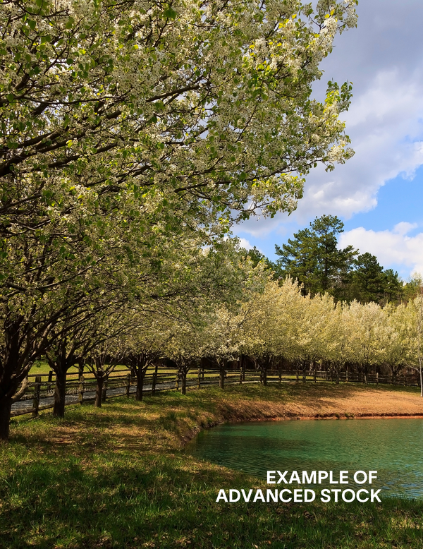 Pyrus calleryana 'Bradford' - Ornamental Pear - Evergreen Trees Direct