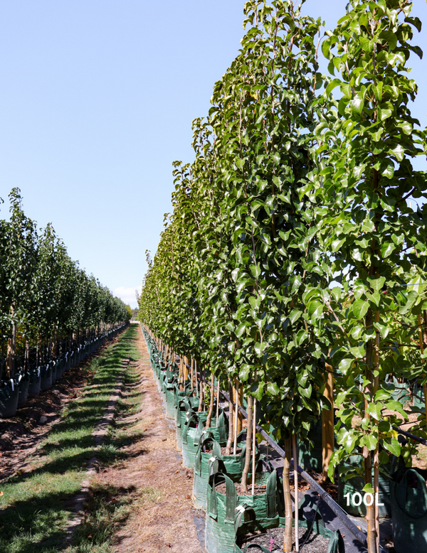 Pyrus calleryana ‘Capital’ – Narrow Ornamental Pear Tree for Streets ...