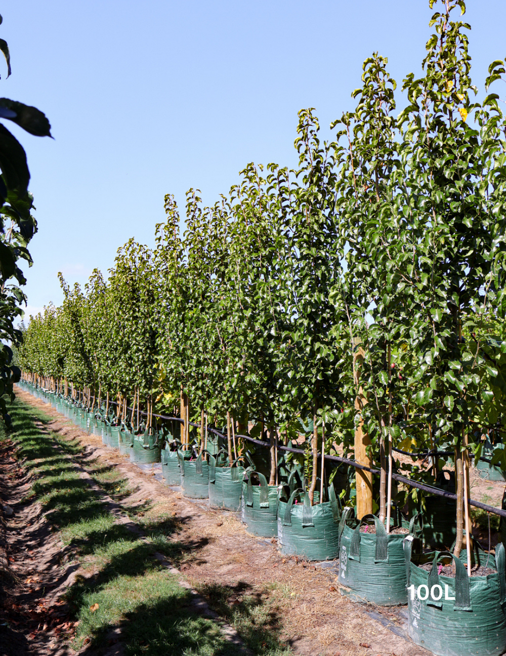 Pear Trees For Sale - Evergreen Trees Direct