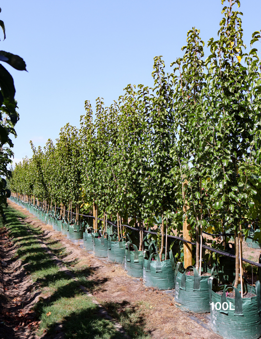 How to Plant Trees for Effective Windbreaks and Shelterbelts